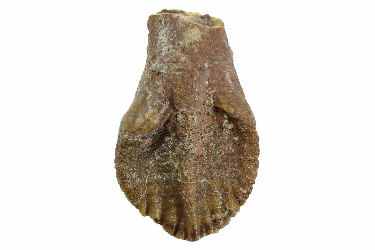 .60" Triceratops Tooth Crown (Little Wear) - Montana (#69122) For Sale ...