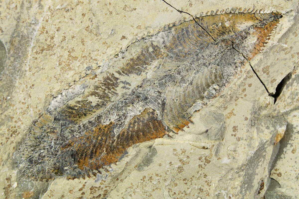 1.7" Ordovician Graptolite (Phyllograptus) - Fillmore Formation, Utah ...