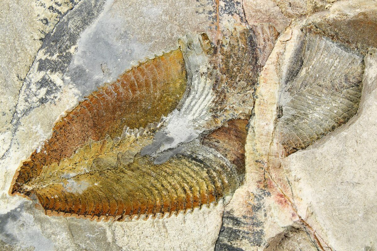4.55" Plate of Ordovician Graptolite (Phyllograptus) Fossils - Utah ...