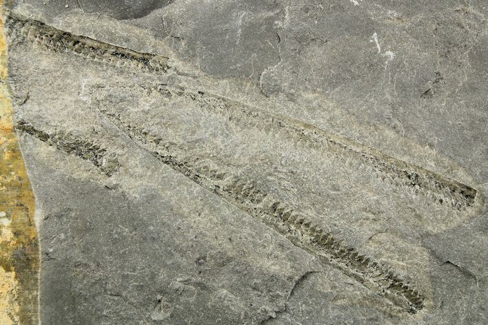 1.45" Ordovician Graptolite (Didymograptus) - Fillmore Formation, Utah ...