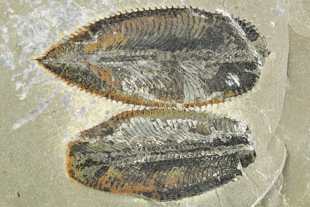 4.65" Plate of Ordovician Graptolite (Phyllograptus) Fossils - Utah ...