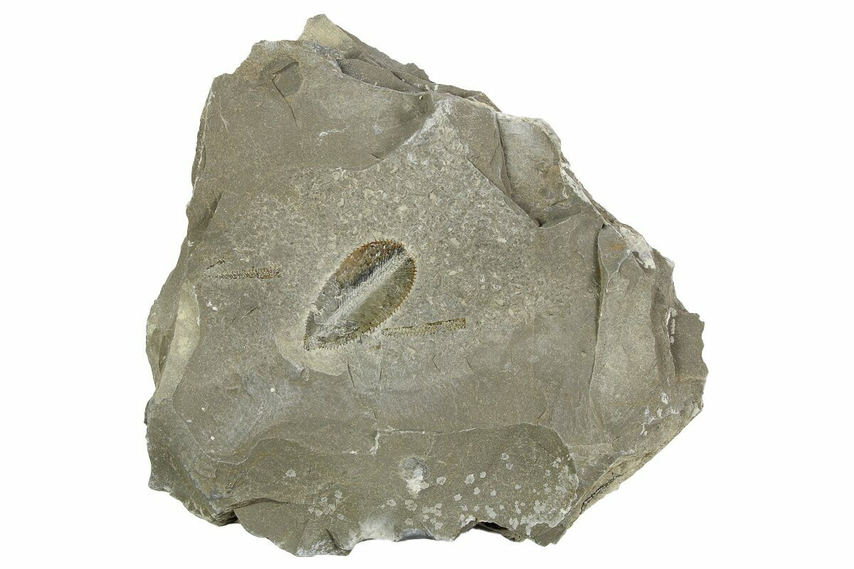 1.1" Ordovician Graptolite (Phyllograptus) - Fillmore Formation, Utah ...