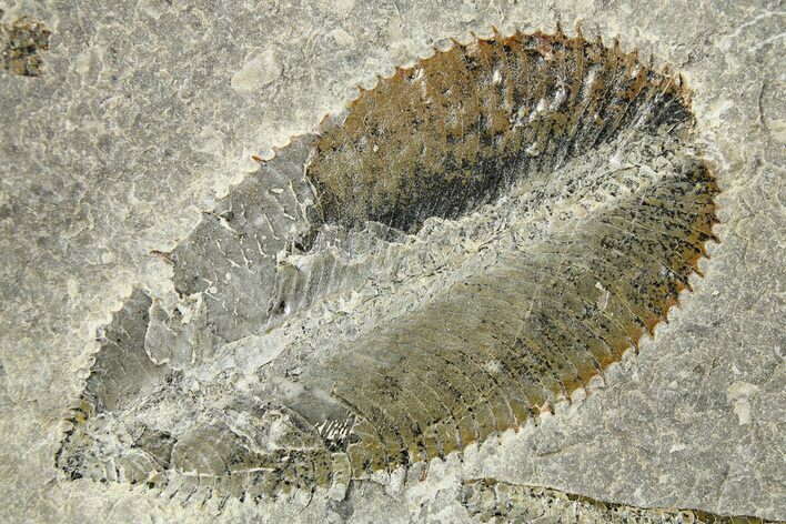 1.1" Ordovician Graptolite (Phyllograptus) - Fillmore Formation, Utah ...