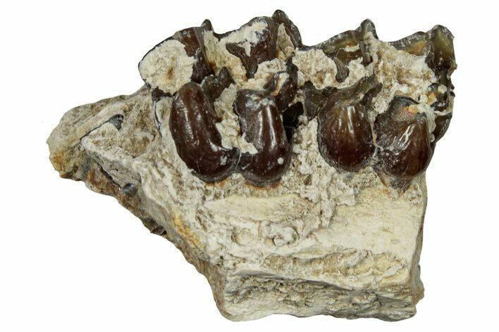 1.15" Fossil Horse (Mesohippus) Jaw Section - South Dakota (#254938 ...