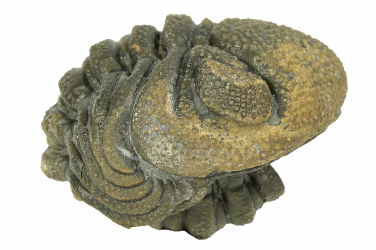 1.7" Long Enrolled Morocops Trilobite - Morocco (#252738) For Sale ...