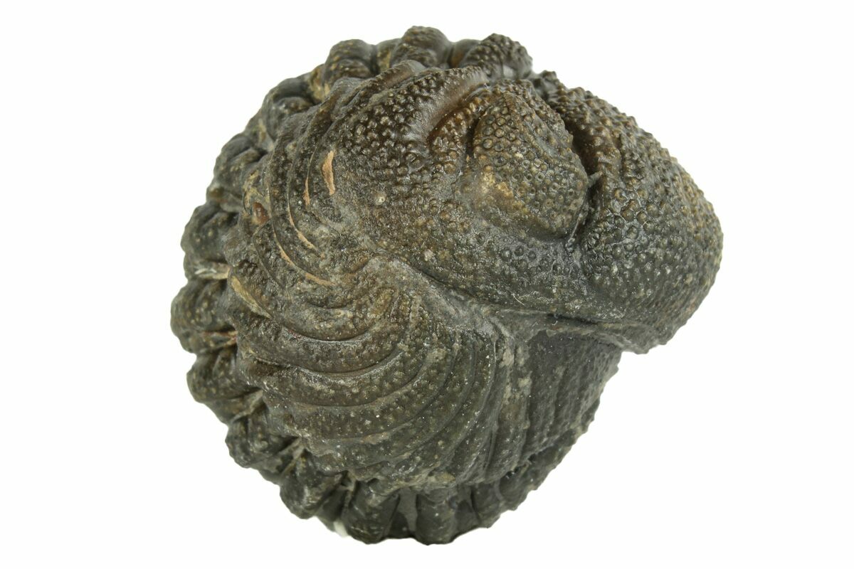 1.8" Long Enrolled Morocops Trilobite - Morocco (#252746) For Sale ...
