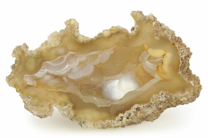 2" Agatized Fossil Coral Geode - Florida (#256483) For Sale - FossilEra.com