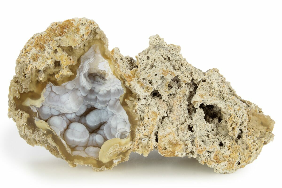 2.85" Agatized Fossil Coral Geode - Florida (#256488) For Sale ...