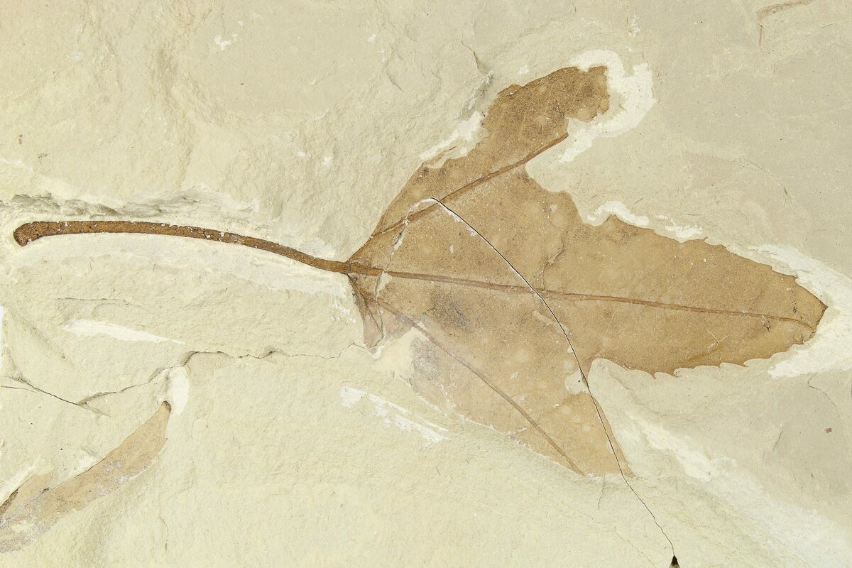 4.4" Fossil Sycamore (Macginitiea) Leaf - Green River Formation, Utah ...