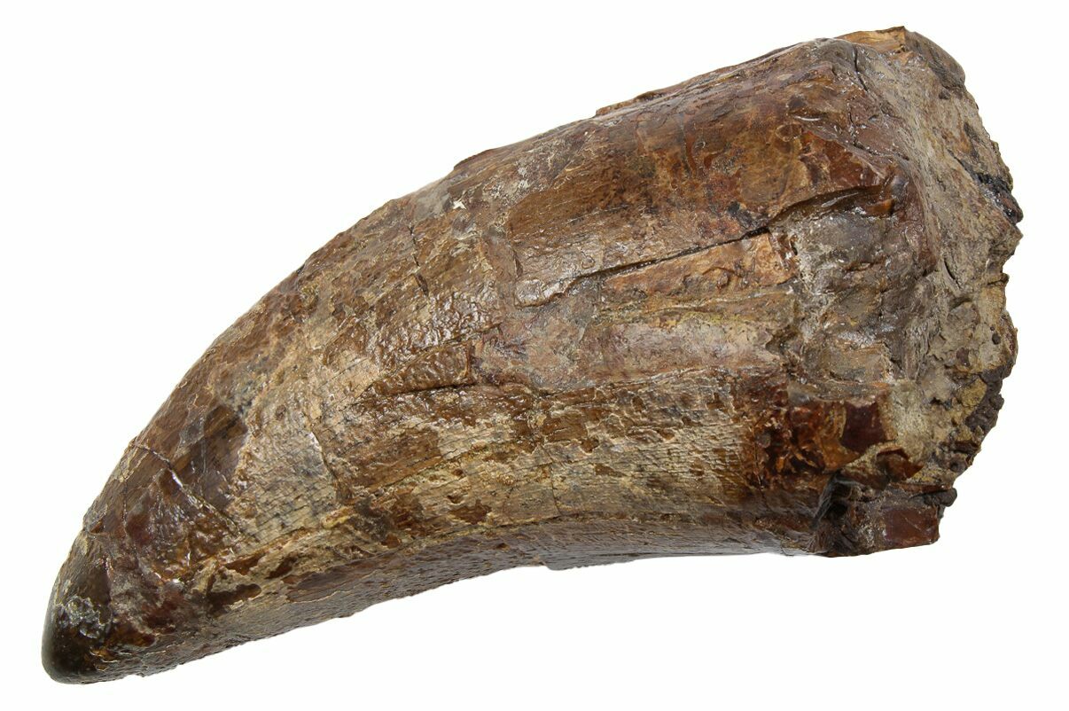 Robust, 3.72" Fossil Tyrannosaurus (T-Rex) Tooth - Wyoming (#257018 ...