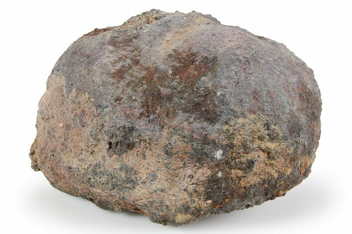 4.5" Silurian Fossil Crinoid (Scyphocrinites) Lobolith - Morocco ...