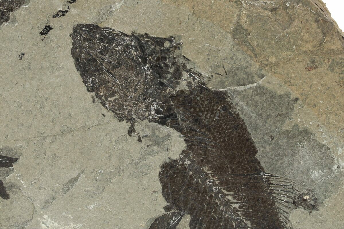 8.2" Fossil Fish (Mioplosus & Knightia) Mortality Plate - Wyoming ...