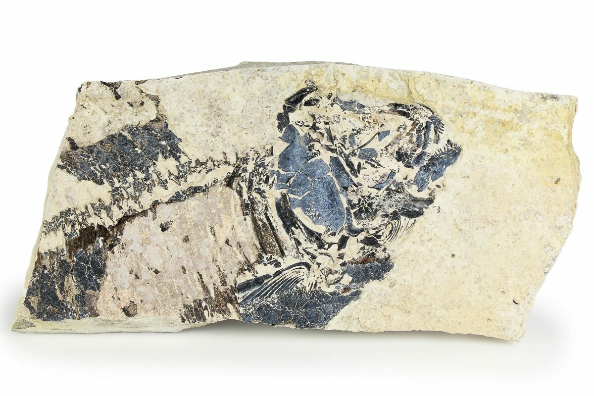 Bargain, 7.4" Partial Fish Fossil (Phareodus) - Wyoming (#257195) For ...