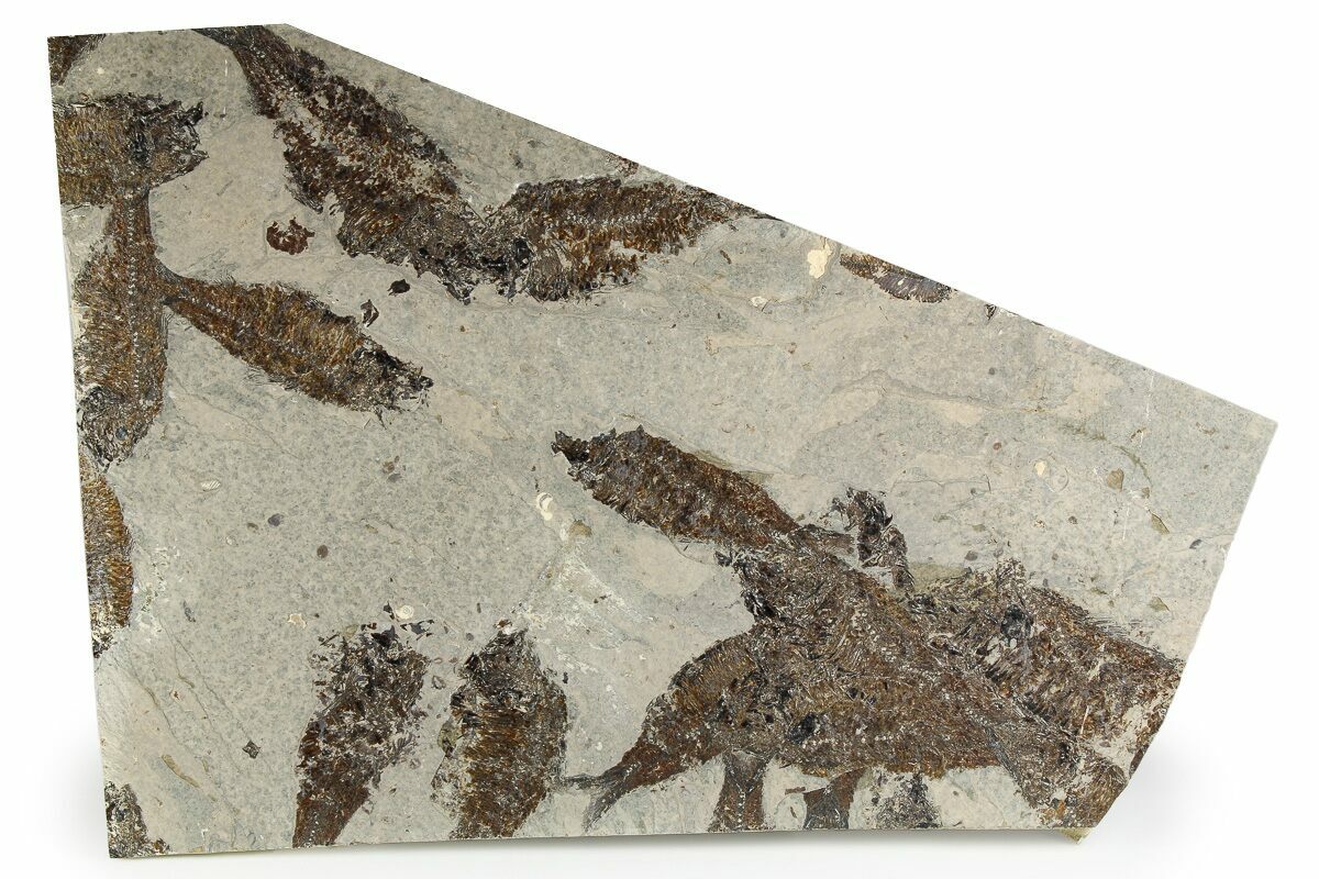 14.8" Fossil Fish (Knightia) Mortality Plate - Wyoming (#257196) For ...