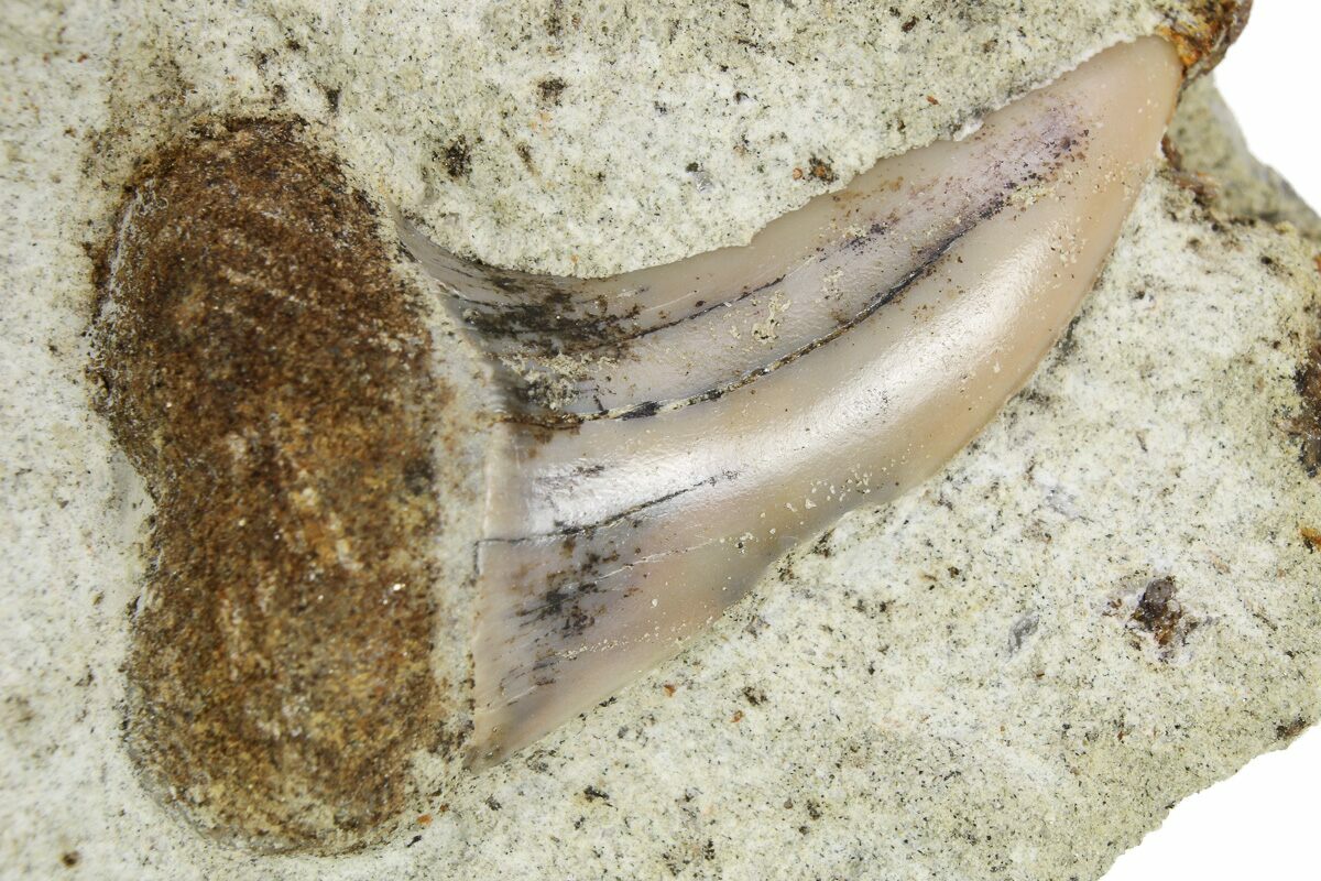 1.1" Hooked White Shark Tooth Fossil on Sandstone - Bakersfield, CA ...