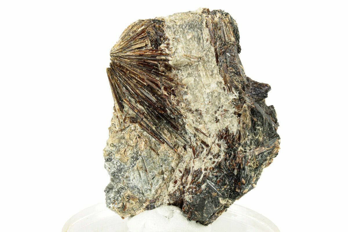 1.55" Lamprophyllite Crystal Aggregations in Matrix - Russia (#257561 ...