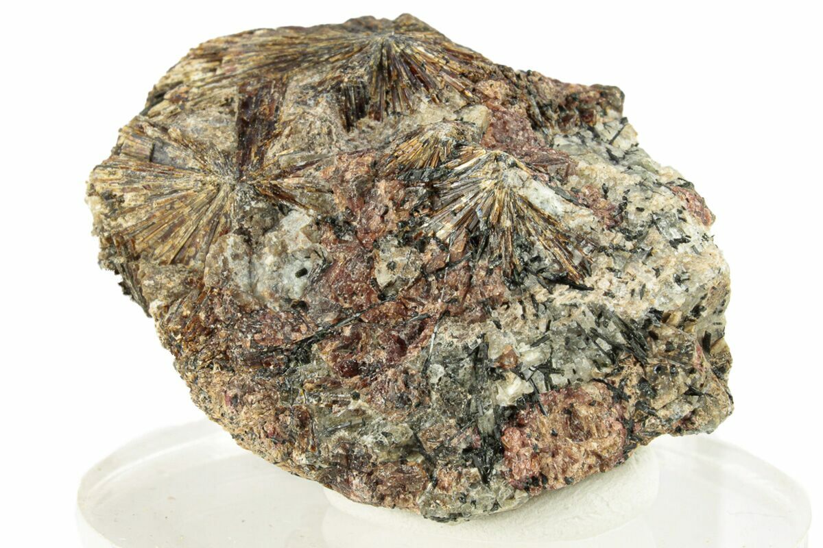 1.5" Lamprophyllite Crystal Aggregations in Matrix - Russia (#257572 ...