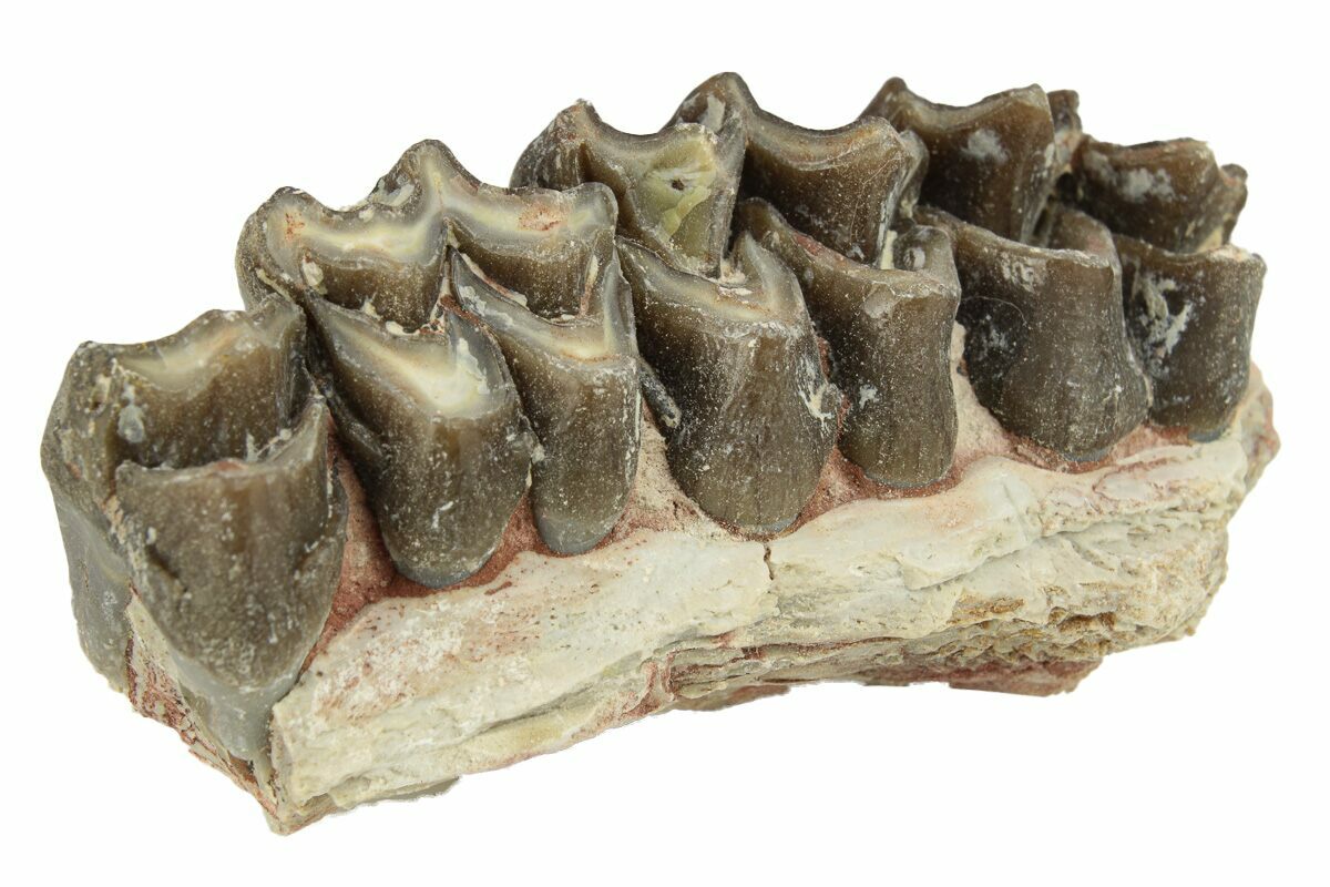 2.05" Oreodont (Merycoidodon) Jaw Section - South Dakota (#256645) For ...