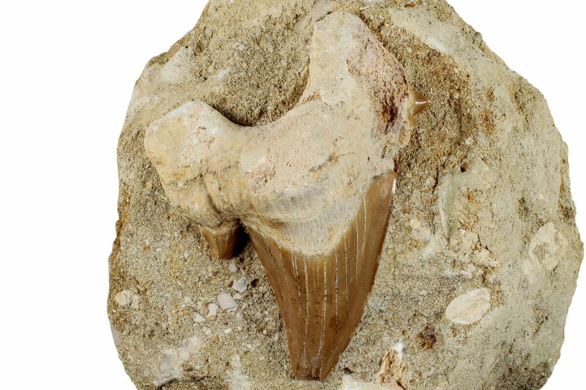 2.93" Large Otodus Shark Tooth Fossil in Rock - Morocco (#257667) For ...