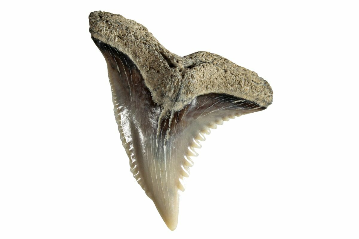 .92" Snaggletooth Shark (Hemipristis) Tooth - Virginia (#257678) For ...