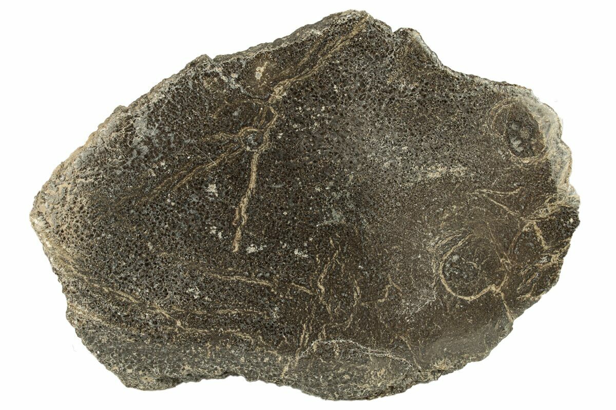 4" Polished Dinosaur Bone (Gembone) Slab - Morocco (#257968) For Sale ...