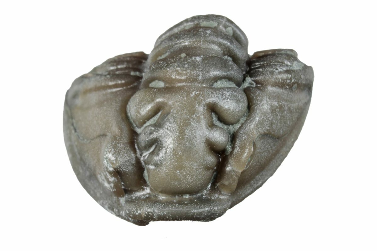 .63" Wide Curled Flexicalymene Trilobite - Mt. Orab, Ohio (#257799) For ...