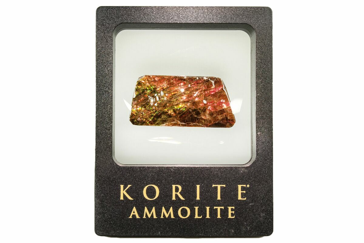 1.65" Iridescent Ammolite (Fossil Ammonite Shell) - Alberta (#258253 ...