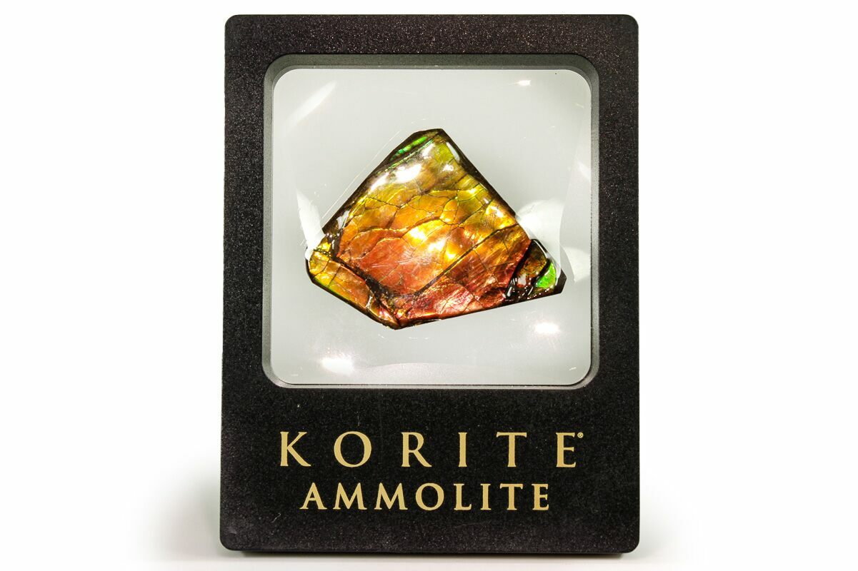 1.7" Iridescent Ammolite (Fossil Ammonite Shell) - Alberta (#258255 ...