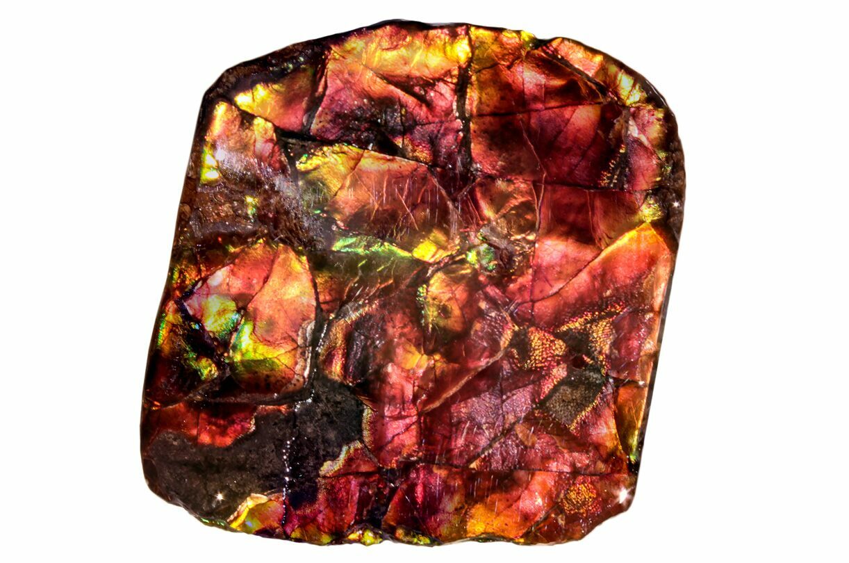 1.5" Iridescent Ammolite (Fossil Ammonite Shell) - Alberta (#258271 ...