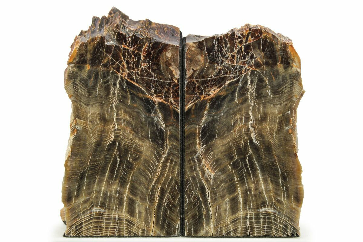6.65" Polished Petrified Wood Bookends - Washington (#258313) For Sale ...