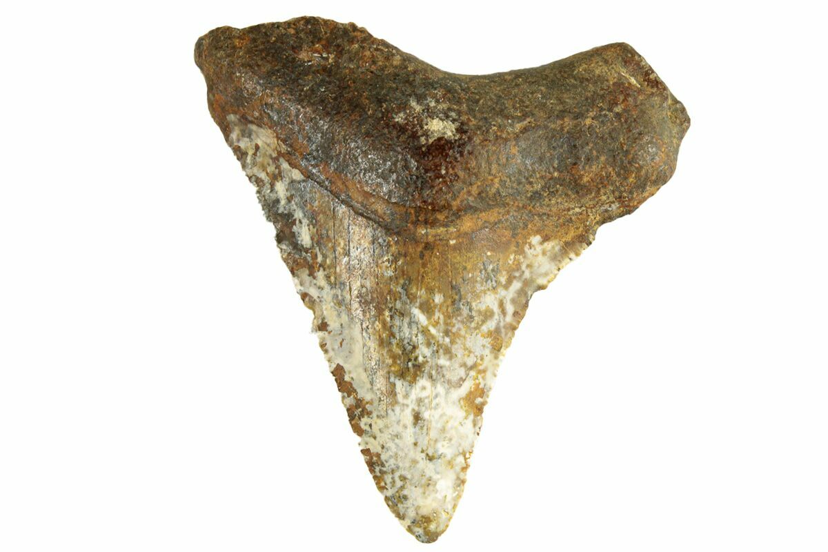 1.65" Juvenile Fossil Megalodon Tooth From Angola - Unusual Location ...