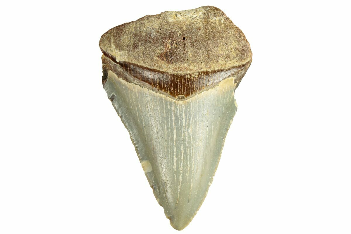 2.10" Juvenile Fossil Megalodon Tooth From Angola - Unusual Location ...