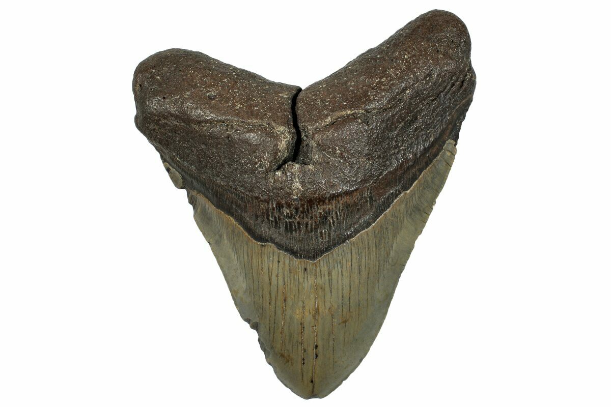 5.35" Fossil Megalodon Tooth - North Carolina (#258761) For Sale ...