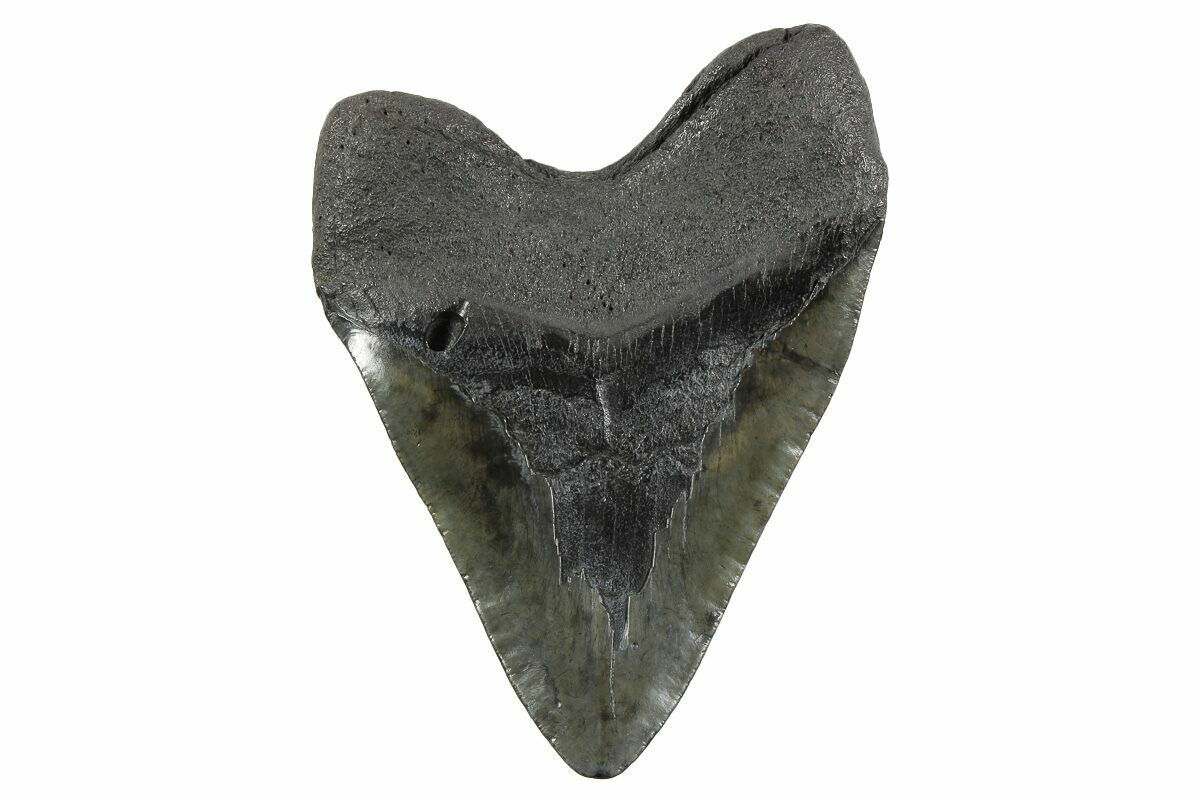 6.38" Fossil Megalodon Tooth - 50 Foot Shark (#258781) For Sale ...