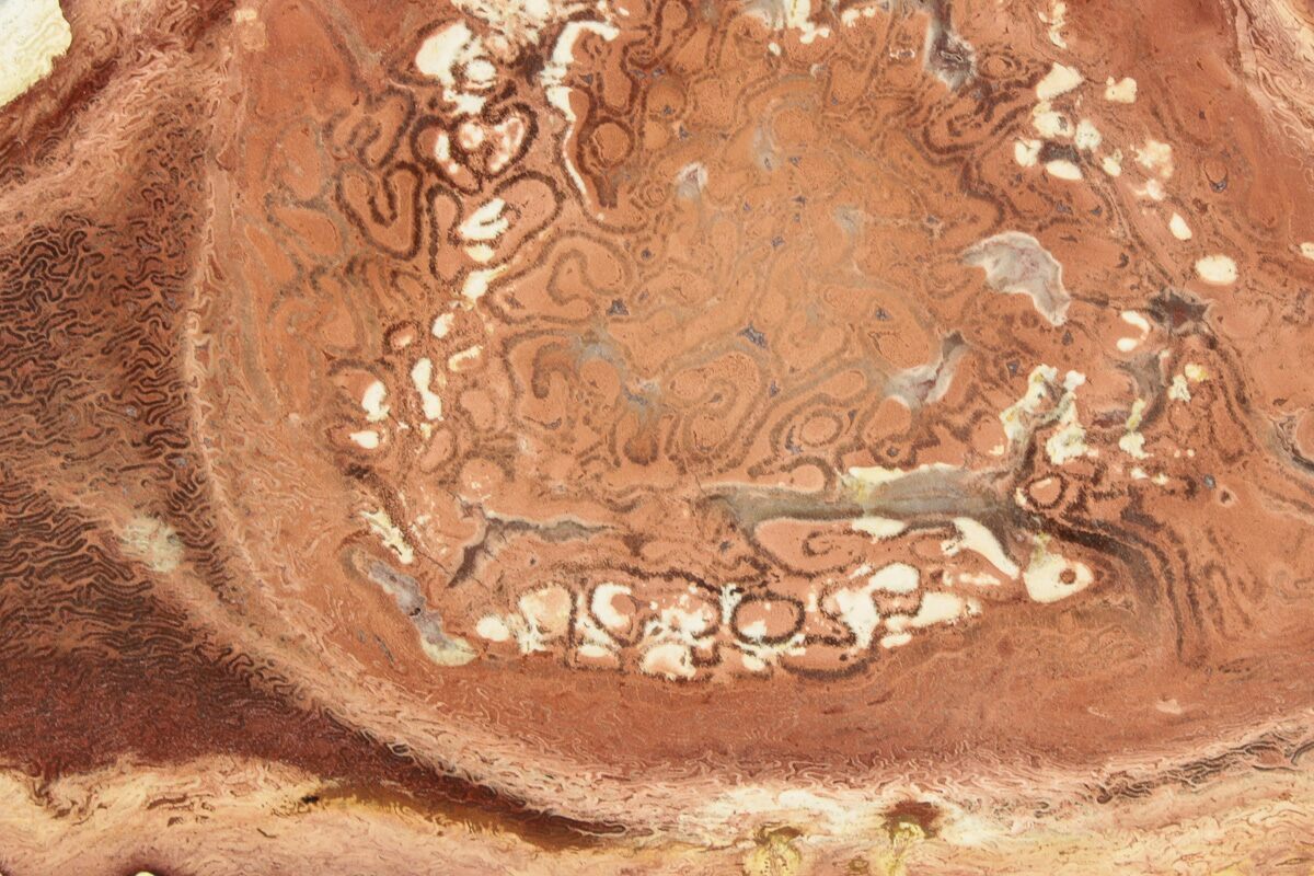 7.3" Permian Petrified Tree Fern (Tietea) Slab - Brazil (#259328) For ...