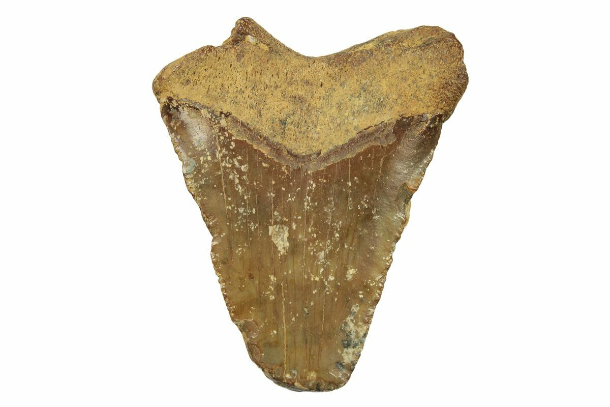 1.87" Juvenile Fossil Megalodon Tooth From Angola - Unusual Location ...
