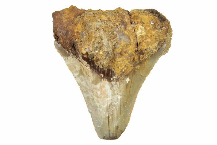 2.53" Juvenile Fossil Megalodon Tooth From Angola - Unusual Location ...