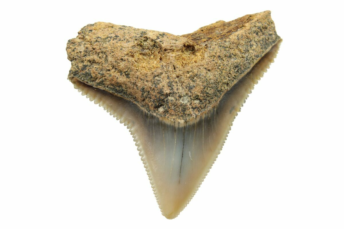 .90" Fossil Bull Shark Tooth (Carcharhinus) - Angola (#259499) For Sale ...