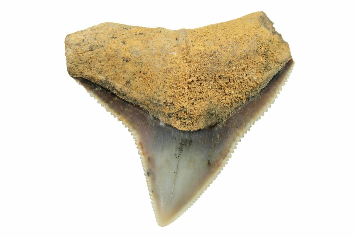 .91" Fossil Bull Shark Tooth (Carcharhinus) - Angola (#259507) For Sale ...