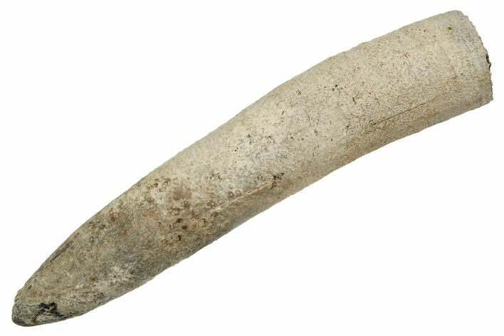 3.6" Fossil Pygmy Sperm Whale (Kogiopsis) Tooth - Florida (#243365) For ...