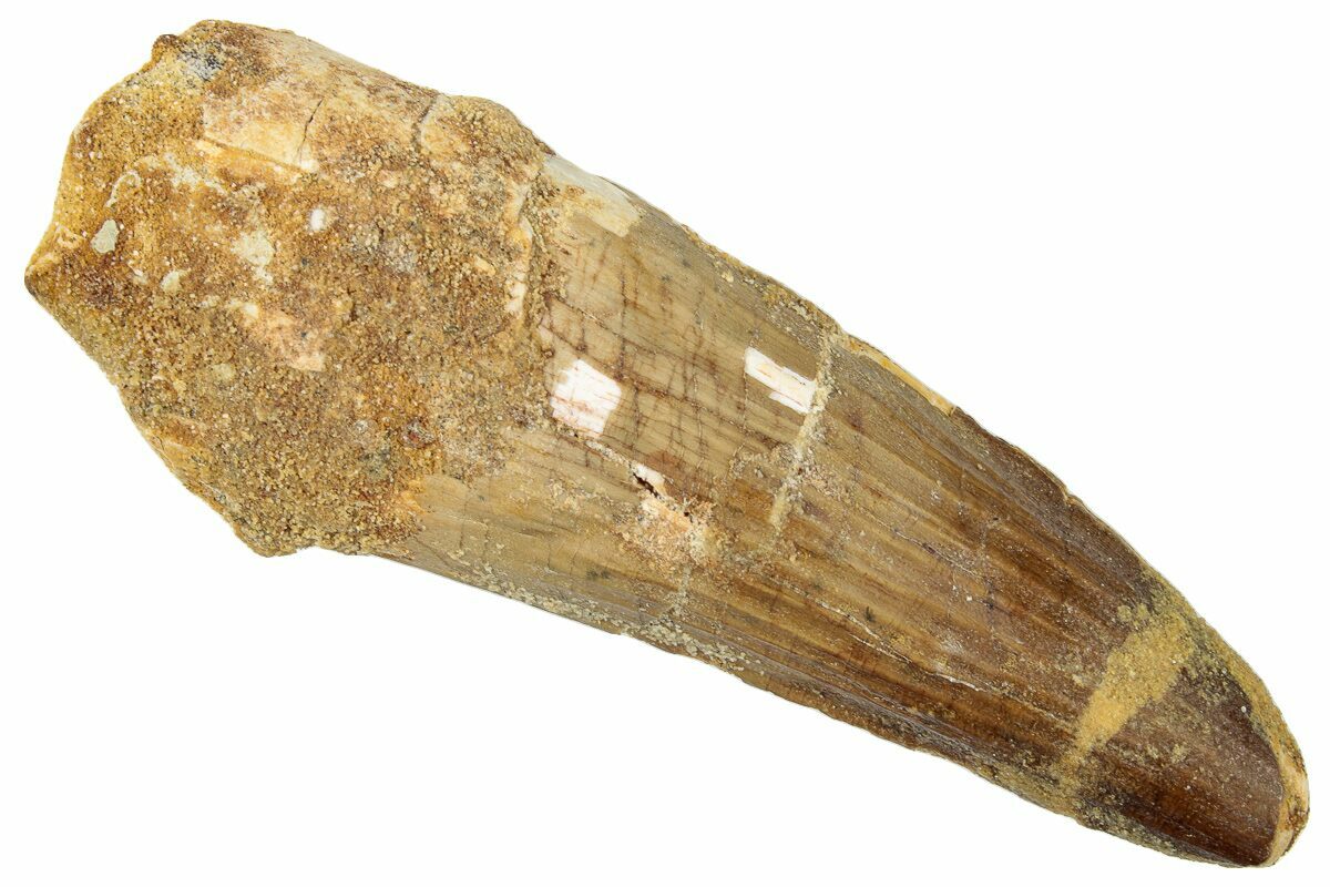 3.41" Fossil Spinosaurus Tooth - Real Dinosaur Tooth (#259623) For Sale ...