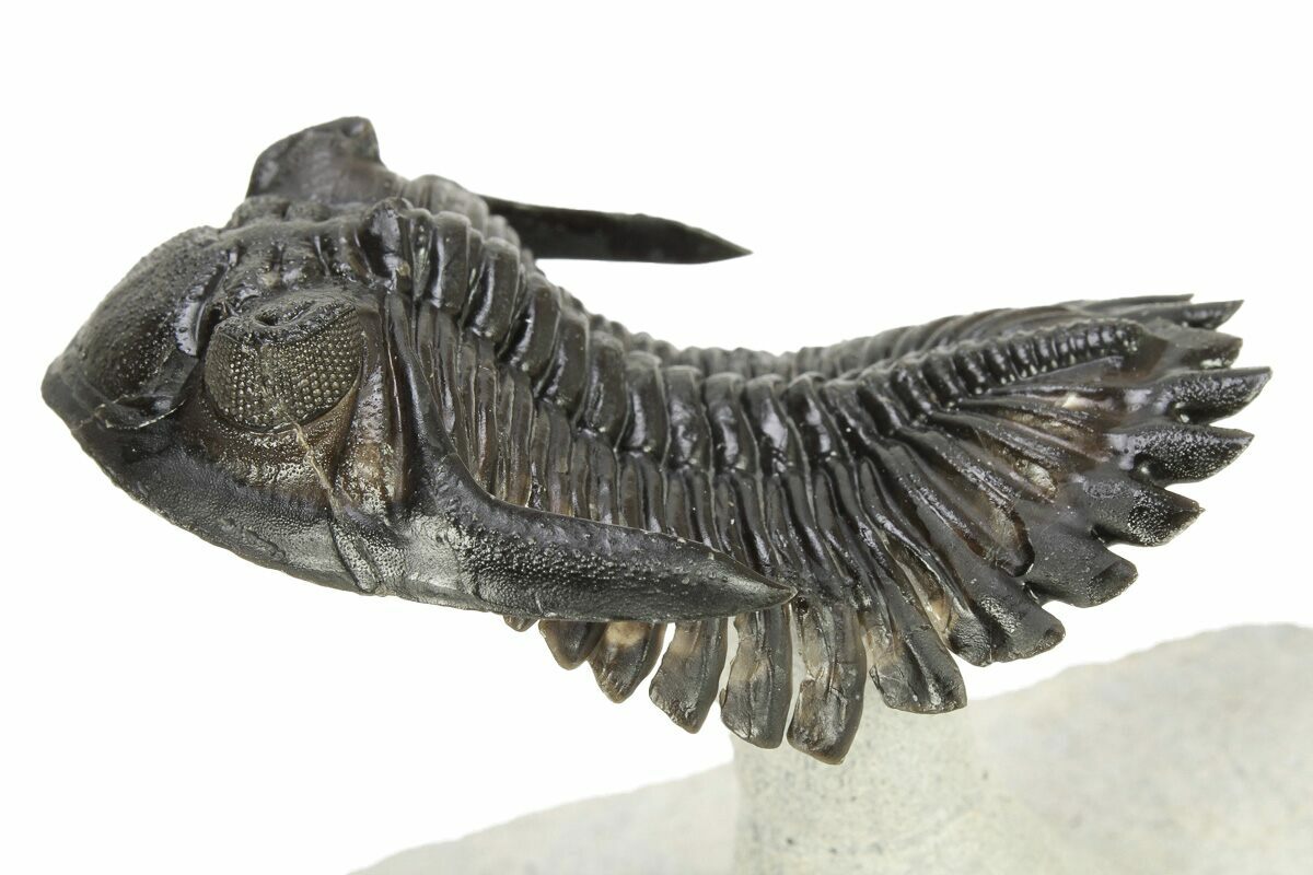 2.1" Flying Hollardops Trilobite - Rock Removed From Under Shell ...