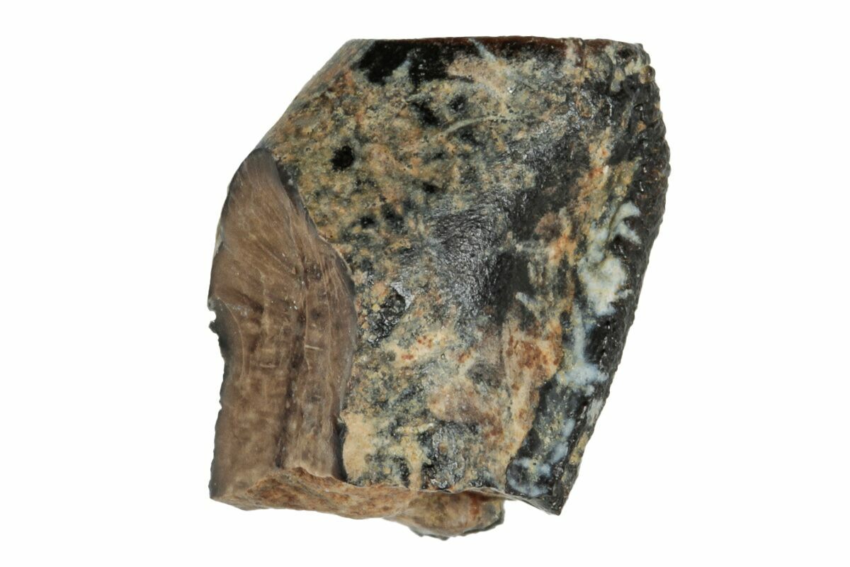 .60" Hadrosaur (Lambeosaurus?) Tooth - Judith River Formation (#260349 ...