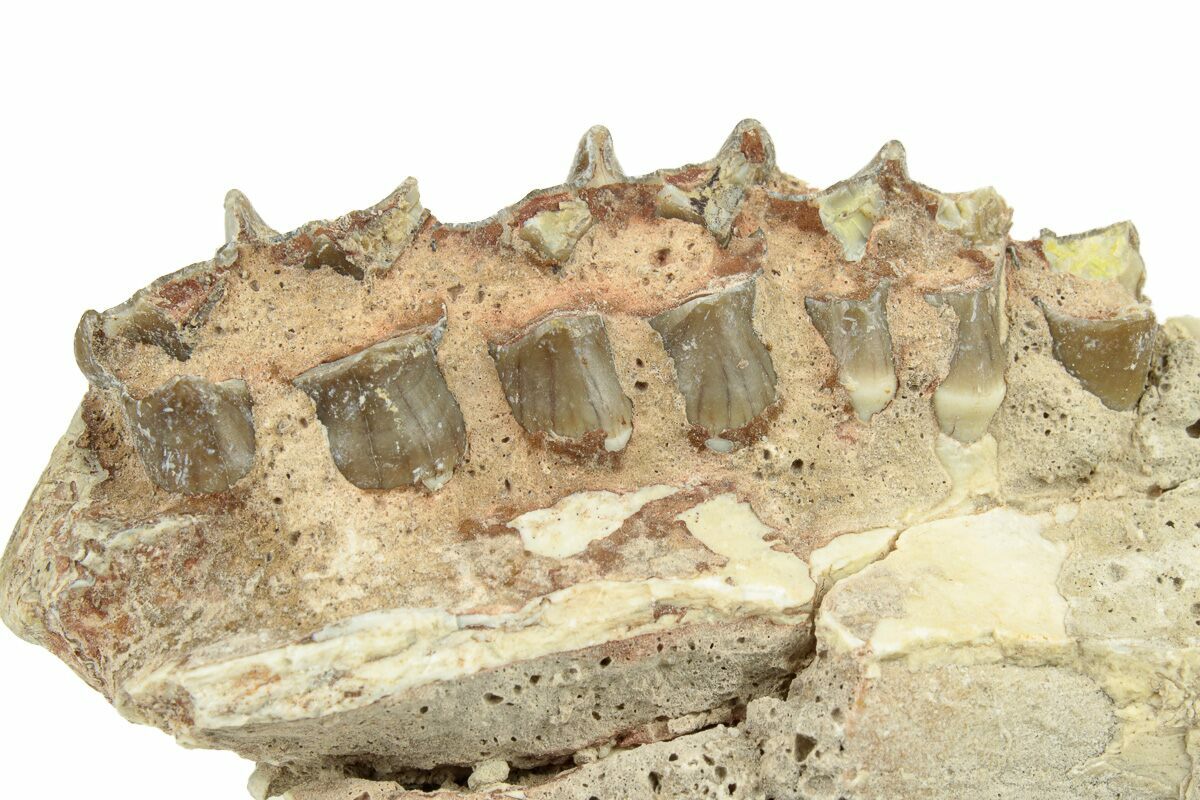 3.55" Oreodont (Merycoidodon) Jaw Section - South Dakota (#260051) For ...