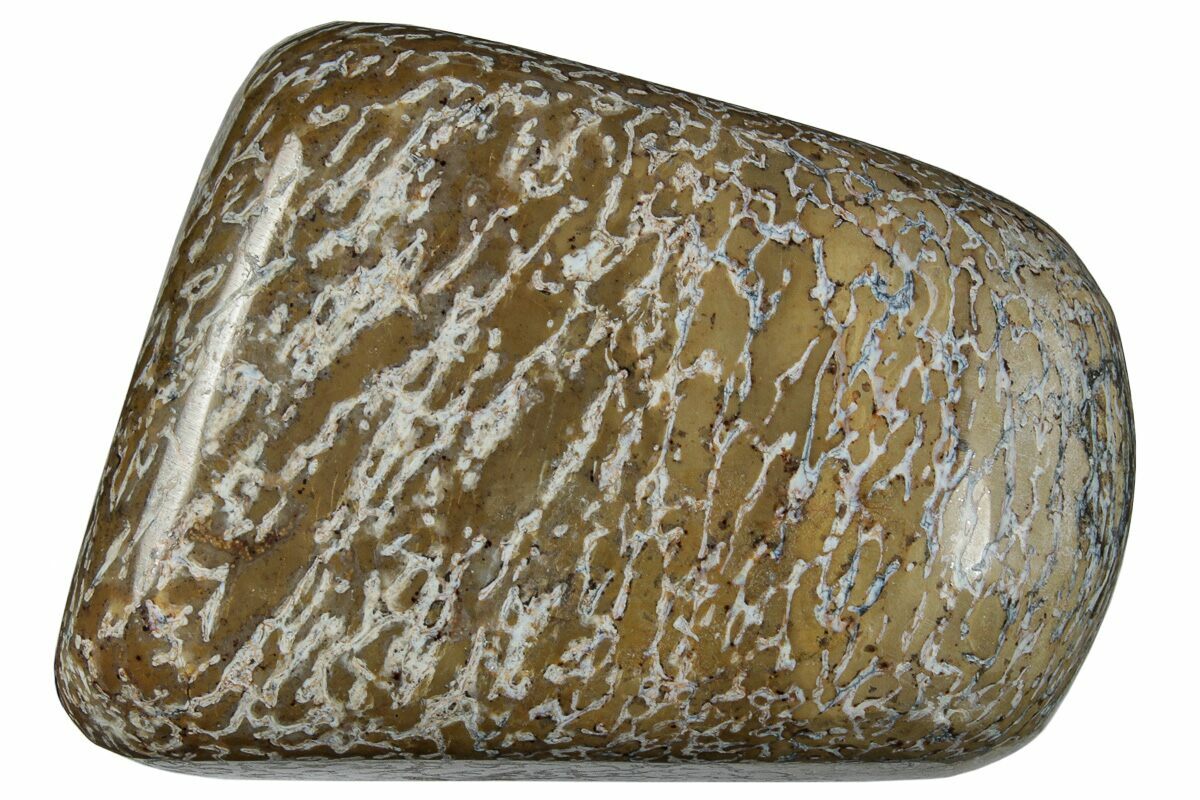 1.85" Polished Dinosaur Bone (Gembone) - Morocco (#260622) For Sale ...