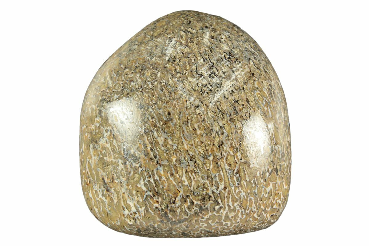 1.35" Polished Dinosaur Bone (Gembone) - Morocco (#260649) For Sale ...