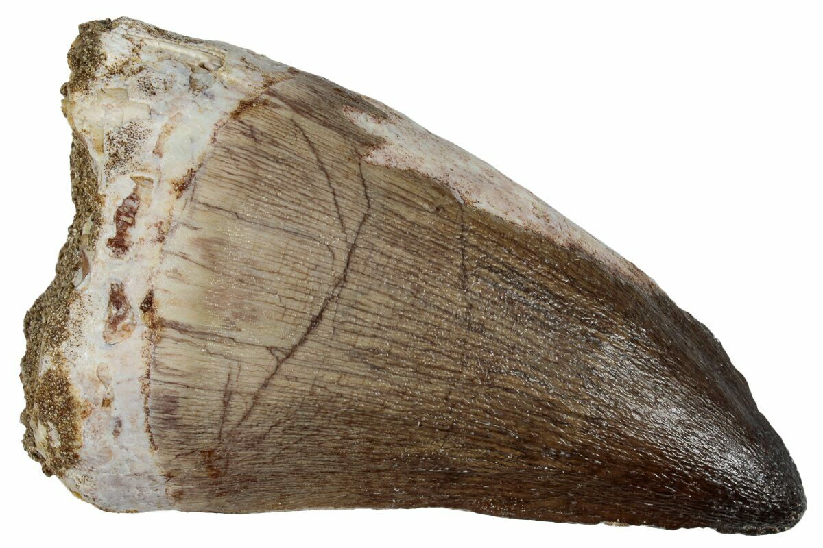 2.44" Huge, Fossil Mosasaur (Prognathodon) Tooth - Morocco (#261853 ...