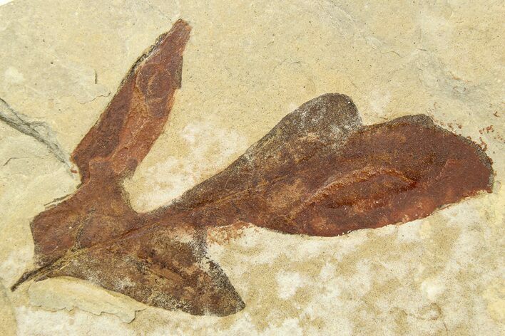 1.8" Eocene Fossil Balloon Vine (Cardiospermum) Leaf - Utah (#262388 ...
