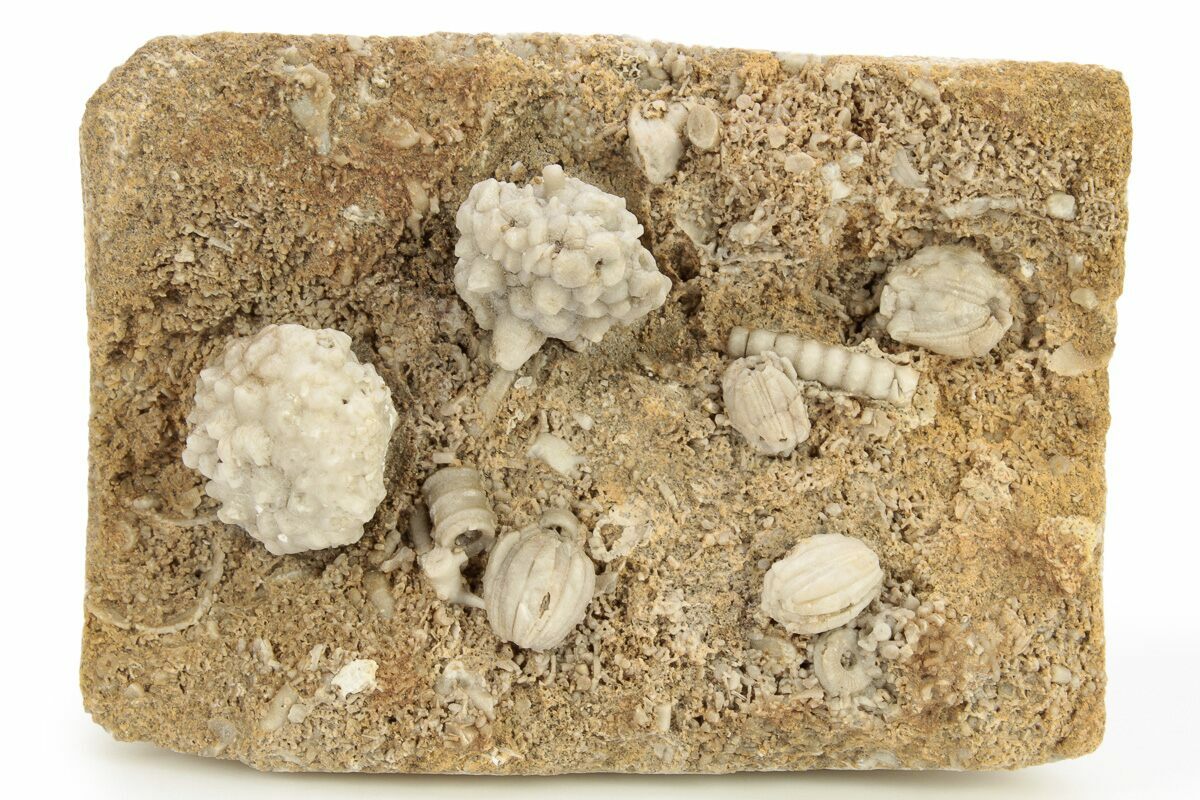 3.65" Crinoid (Dorycrinus) & Blastoid (Cryptoblastus) Plate - Missouri ...