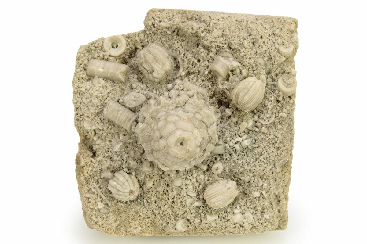 2.8" Crinoid (Abatocrinus) & Blastoid (Cryptoblastus) Plate - Missouri ...